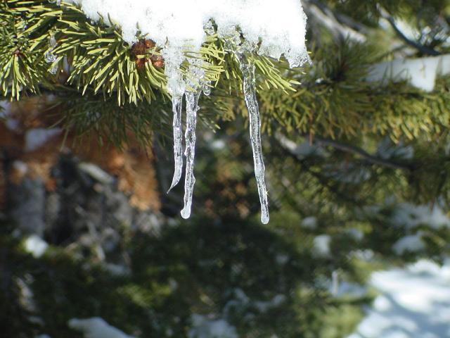 Icicles on tree | Pics4Learning