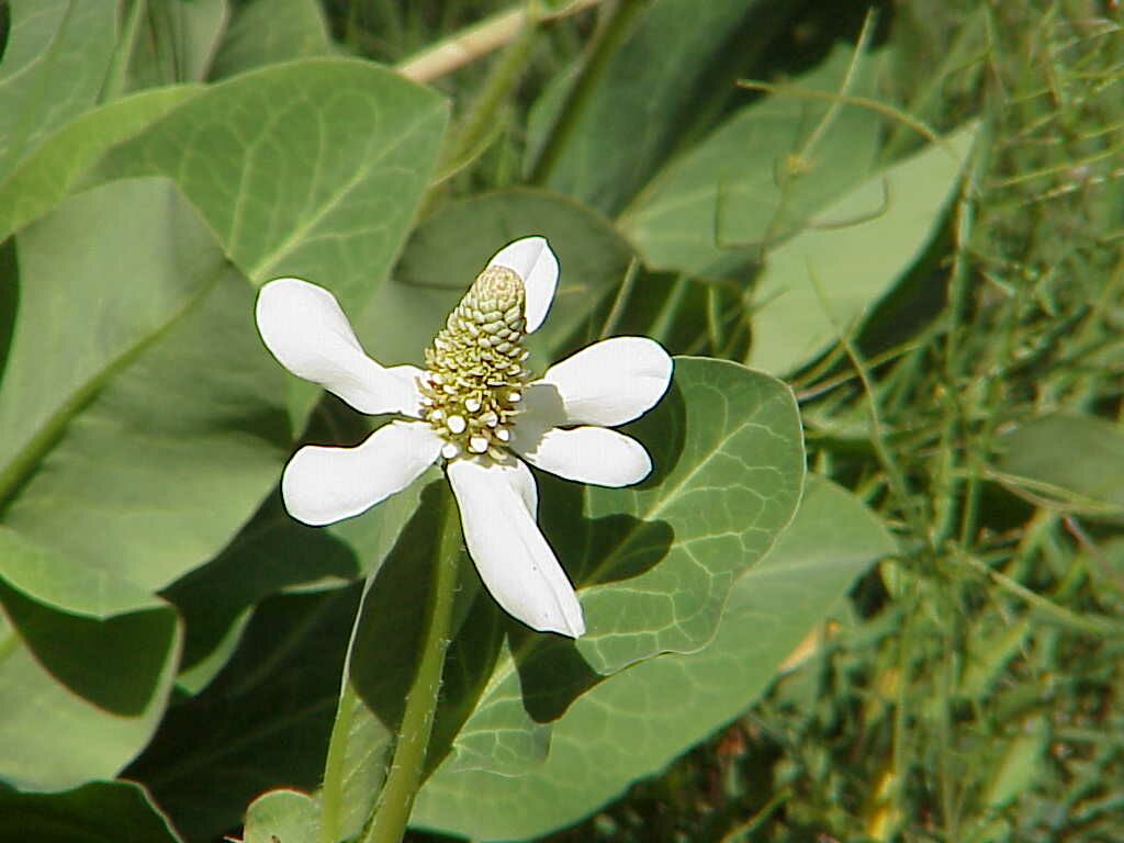 Yerba Mansa | Pics4Learning