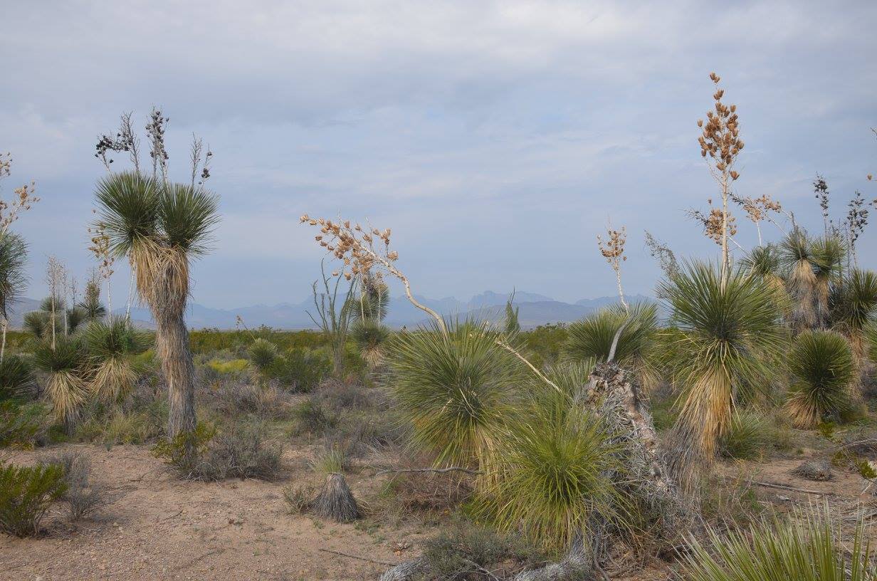 Yucca plants on the open flats. | Pics4Learning