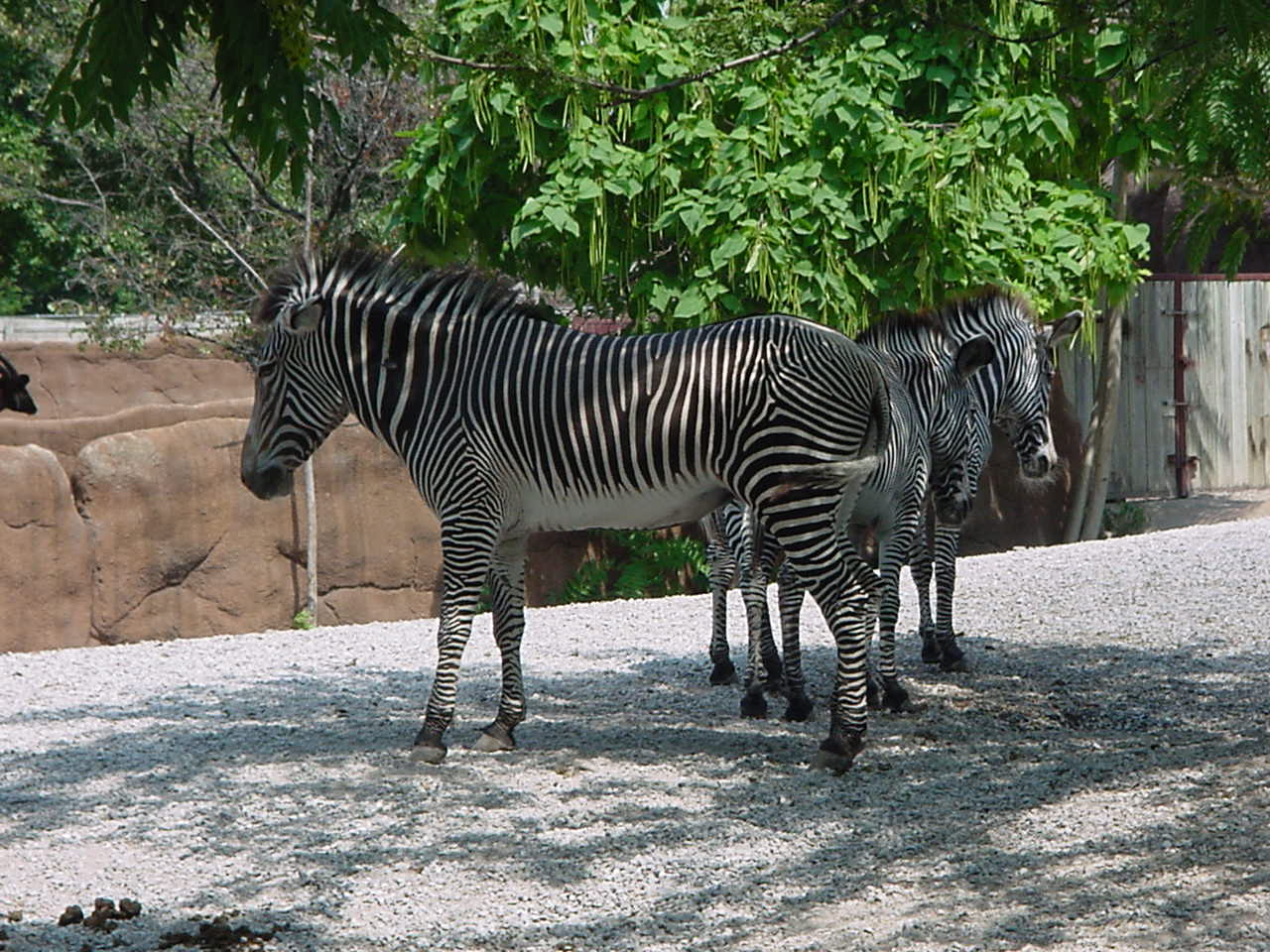 Zebras | Pics4Learning