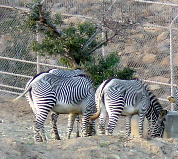 Zebras | Pics4Learning