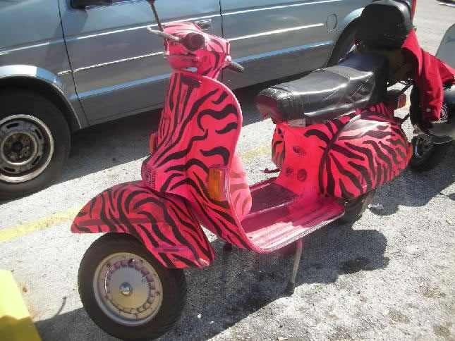 Zebra Scoot | Pics4Learning