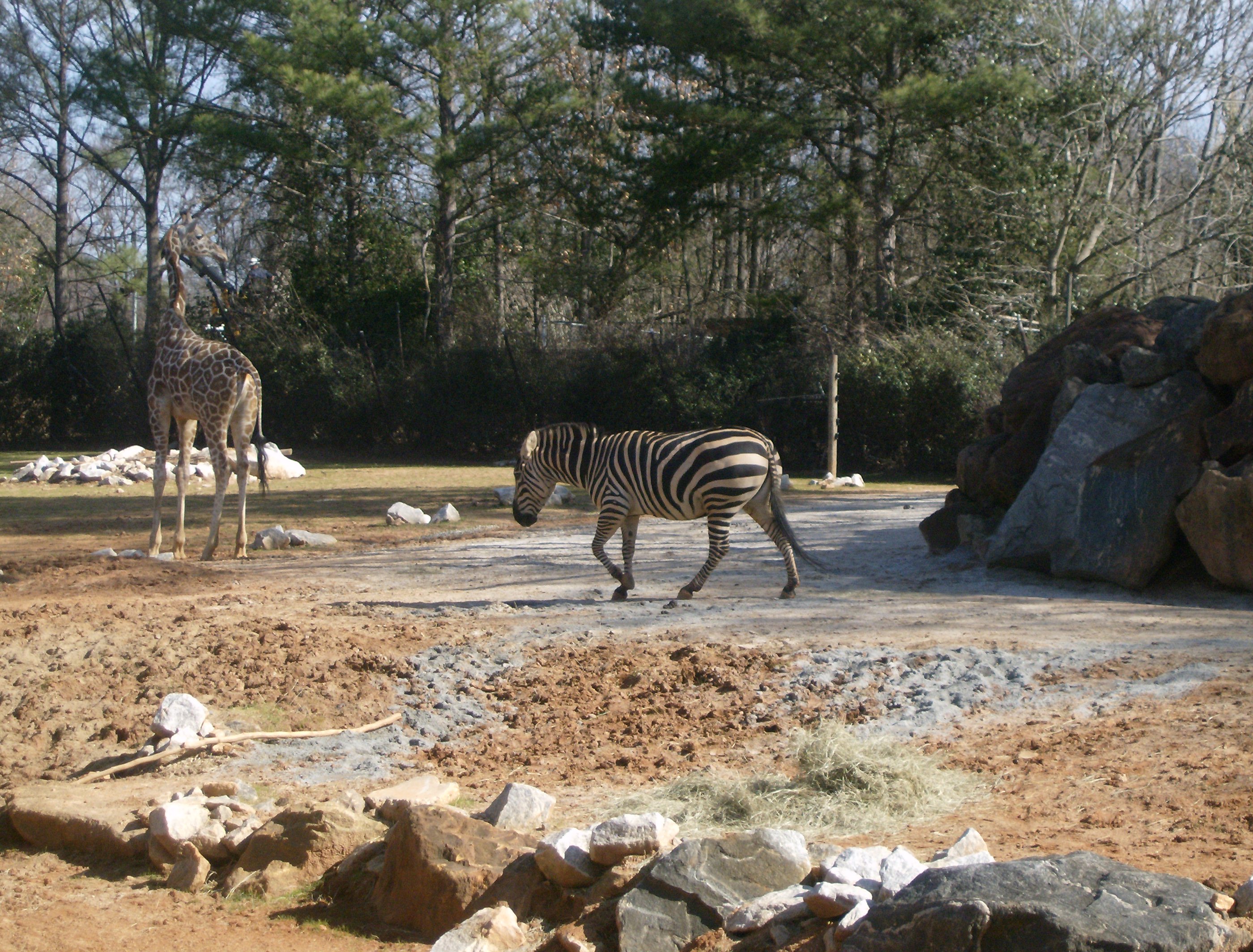 Zebra | Pics4Learning