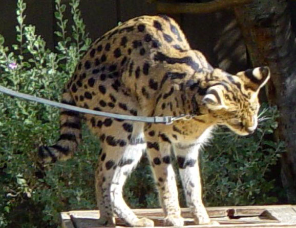 Serval Cat | Pics4Learning