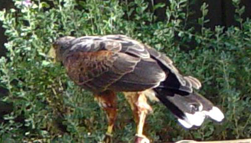 Hawk | Pics4Learning