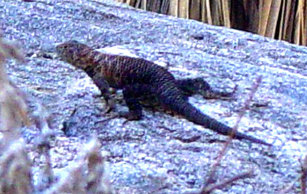 Lizard | Pics4Learning