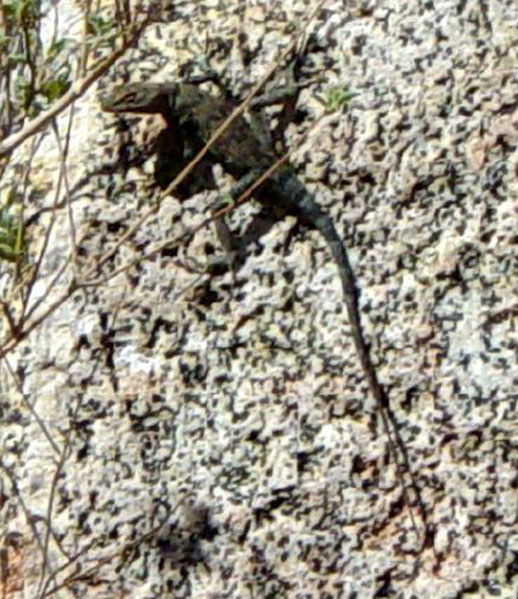 Lizard | Pics4Learning