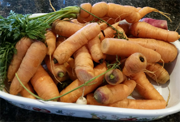 Free Photos for Education | Pics4Learning